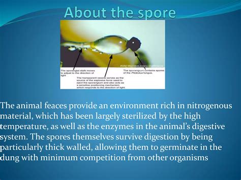 Coprophilous And Cellulolytic Fungi Pptx