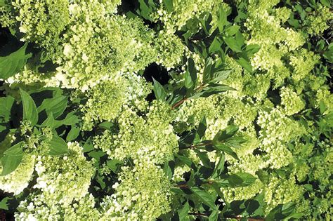 Гортензия метельчатая Мохито (Hydrangea paniculata Mojito) 5л контейнер ...