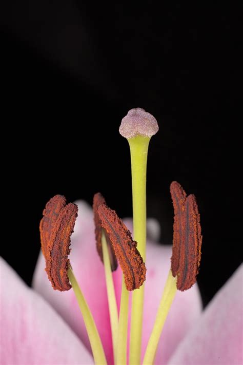 Lily Blossom Bloom Rubber Free Photo On Pixabay Lily Blossom Bloom Rubber Free Photo On Pixabay