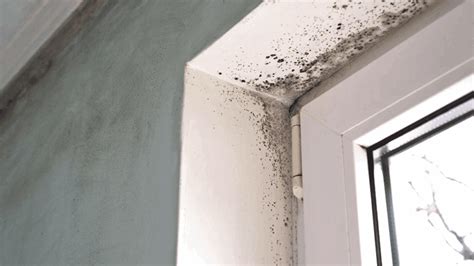 How Mold And Lyme Disease Mimic Other Health Conditions Health For