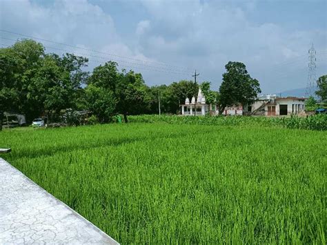 5 Bigha Commercial Land For Rent In Nalagarh Solan Rei1071697