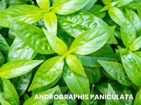 Andrographis Paniculata A