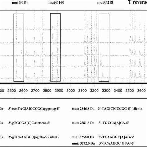 Mutation Detection In The Glycerol Kinase Gene Glpk By Base Specific Download Scientific