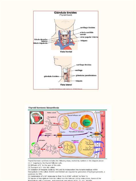 Hipotiroidismo E Hipertiroidismo Síntomas Y Etiología Pdf