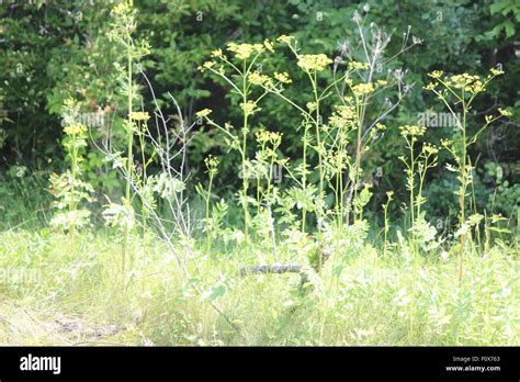 Yellow Head Wild Parsnip Pastinaca Sativa Weed In Poisonous Stage Growing In A Conservation