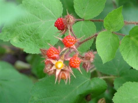 Wineberry The Edible Invasive The Infinite Spider