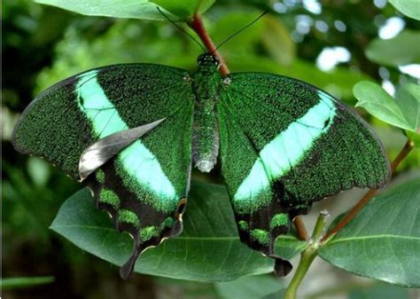 ყველაზე ლამაზი პეპლები