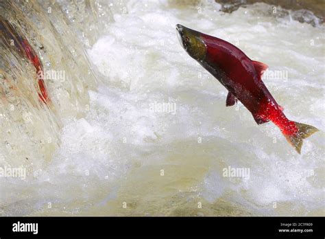 Big Sockeye Salmon In Midair Jumping Waterfall Oncorhynchus Nerka