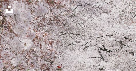 낮에 벚꽃 나무 사이의 길을 걷는 남자와 여자 사진 Unsplash의 무료 교토 이미지