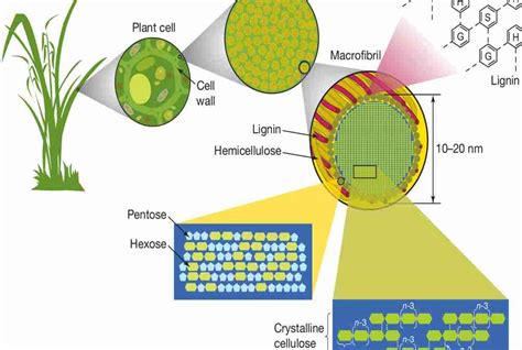 The Molecular Structure Of Lignin Green Agrochem