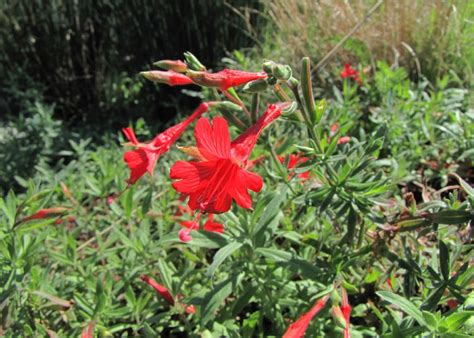 Epilobium Canum Alchetron The Free Social Encyclopedia