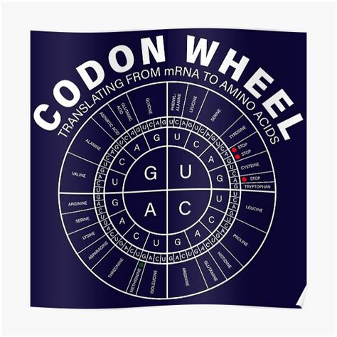 Genetics Mrna Codon Wheel Poster For Sale By Objetdart Redbubble