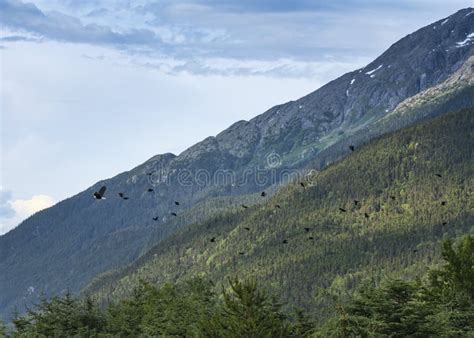 Eagle Chased By Crows Stock Image Image Of Landscape 165508447