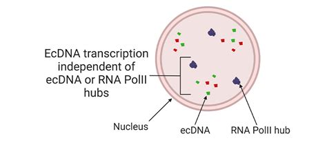 Extrachromosomal Dna Copy Number Key To High Level Oncogene Expression