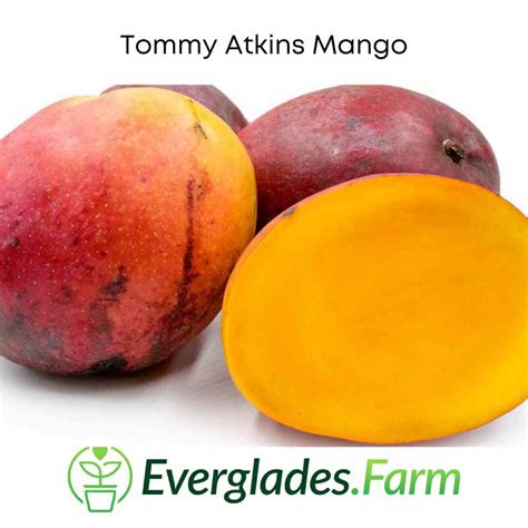 Tommy Atkins Mango Tree Grafted Oureverglades