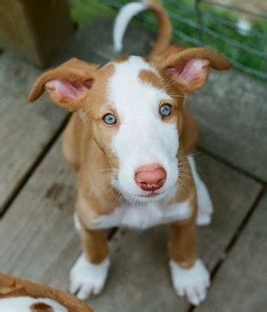 Ibizan Hound Breeder