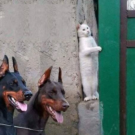 Cat Hiding From Dogs Meme Generator