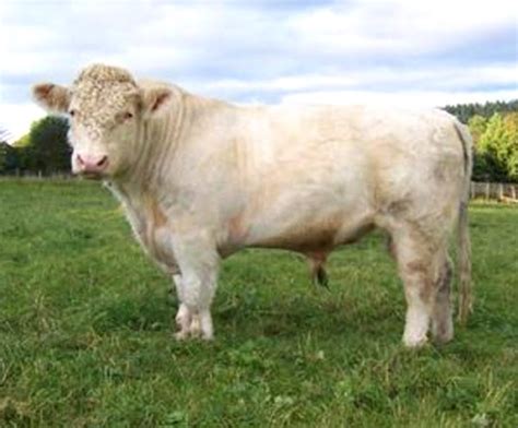 Whitebred Shorthorn Cattle Roys Farm