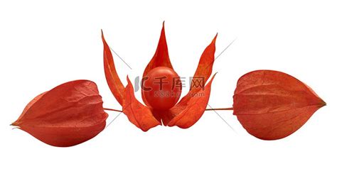 冬樱高清摄影大图 千库网