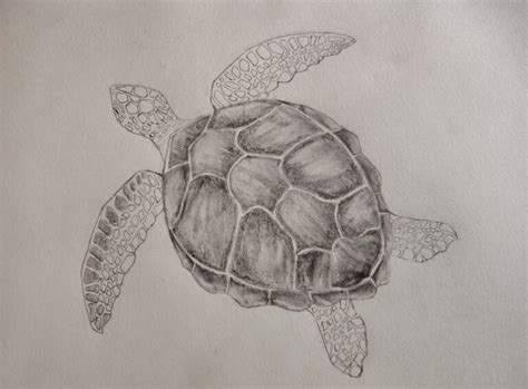 2 Realistic Sea Turtle Drawing Sketching Ideas For Artists The Turtle Hub