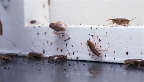 American Cockroach Infestation