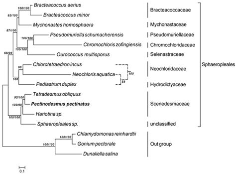 Life Special Issue Algae Genetics And Breeding