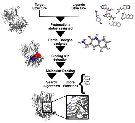 molecular docking