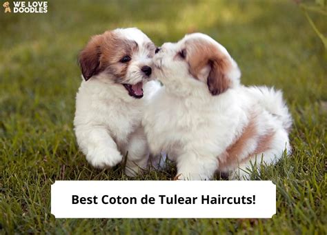 Coton De Tulear Haircut At Sophia Sutcliffe Blog