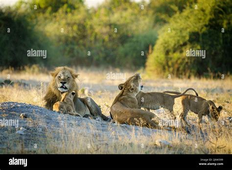 Lion Panthera Leo Pride With Cubs Chobe National Park Botswana
