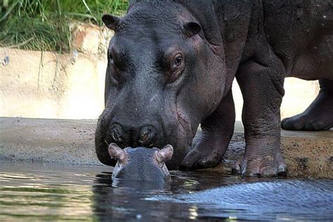 ბერლინის ზოოპარკი