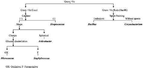 Gram Negative Bacteria Classification