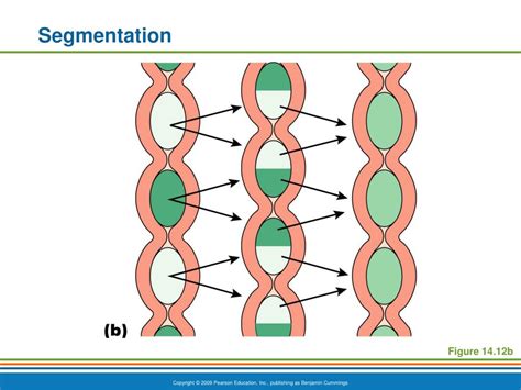Ppt The Digestive System And Body Metabolism Powerpoint Presentation Id 3790523