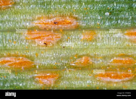 Striped Or Yellow Rust Puccinia Striiformis On Wild Grass Leaves Stock