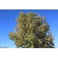 30 Arizona Ash Tree Seeds For Planting Fraxinus Velutina