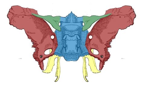 Sphenoid Bone Location Structure Function Teachmeanatomy