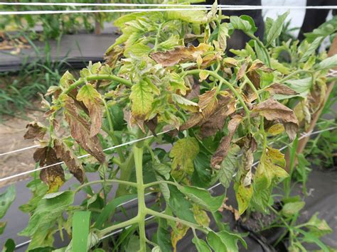 Tomato Spotted Wilt Of Tomato