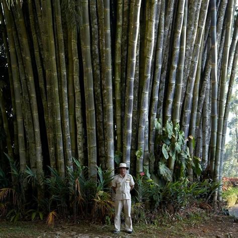 Rihannas Giant Bamboo Rihannas Giant Bamboo Supplier