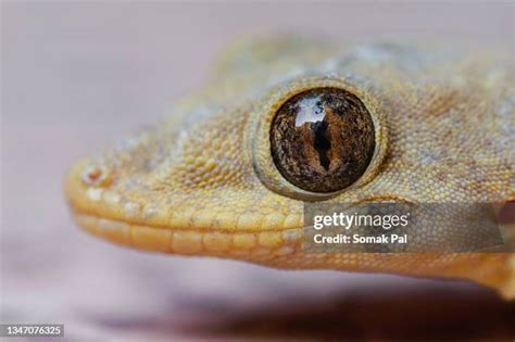Lizard Scale Texture Photos And Premium High Res Pictures Getty Images