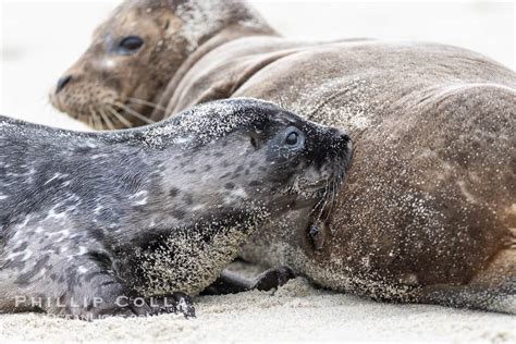 Harbor Seal Pup With Mom