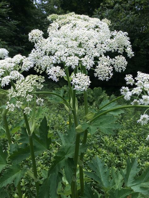 Giant Hogweed In North Carolina North Carolina Native Plants North