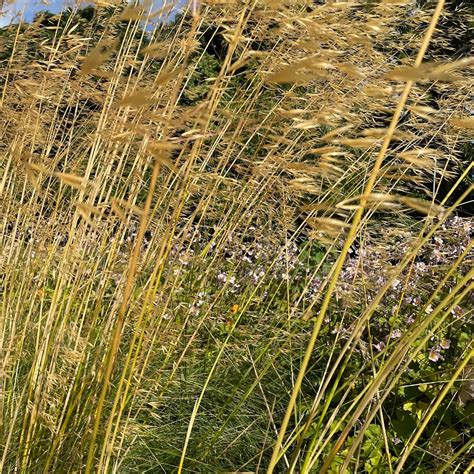 Clonakilty Tidy Towns Youtube