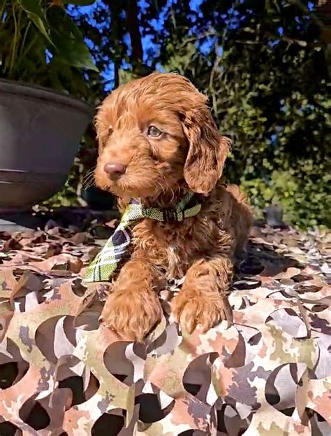 Toy Buttons Male Goldendoodles By Aggie