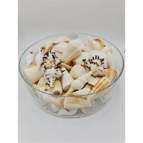 100 Pieces Assorted Shell Pack White And Pale Wholesale Pastel Pines