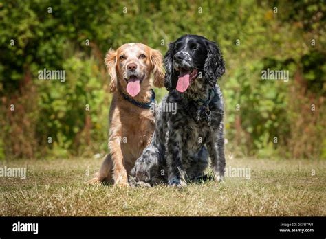 Working Cocker Spaniel Lemon Roan And Blue Roan Sitting And Looking At The Camera With Tongue