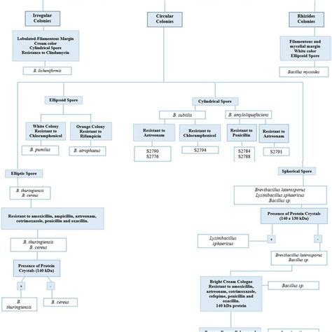 Summary Of Essential Characterizations Found In Bacillus Strains And