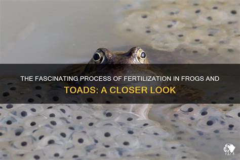 The Fascinating Process Of Fertilization In Frogs And Toads A Closer Look PetShun