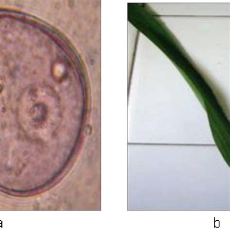 A Microspore At Binucleate Stage B Spike At The Corresponding