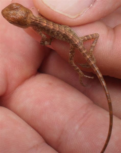 Can You Help Identify This Juvenile Lizard To The Species Level Researchgate