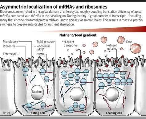 Rna Localization Feeds Translation Science