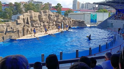 დელფინების წარმოდგენა Youtube